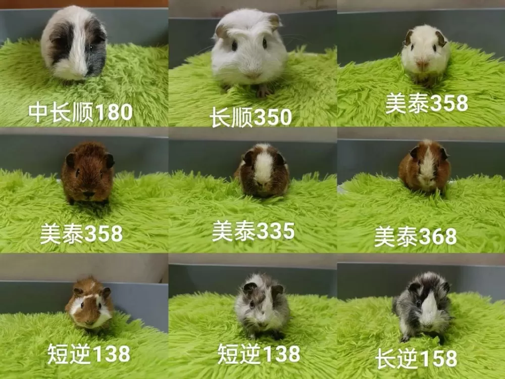 荷兰猪卖多少一只啊图标