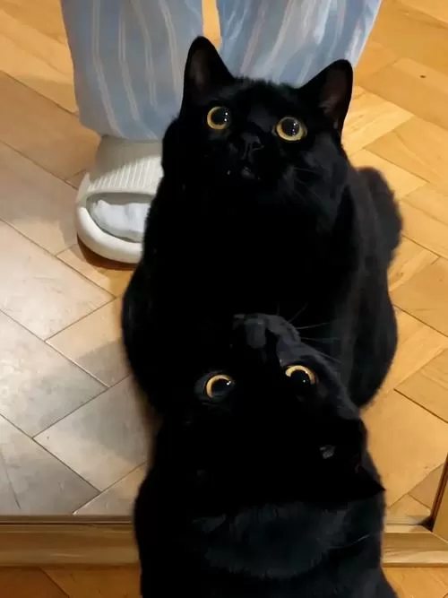 纯黑色的猫是什么品种截图