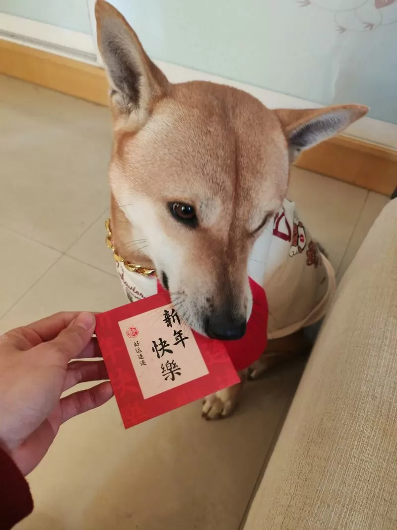 别人送你狗狗要给红包吗