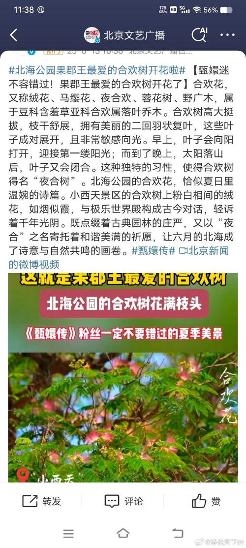 花树聊天软件截图