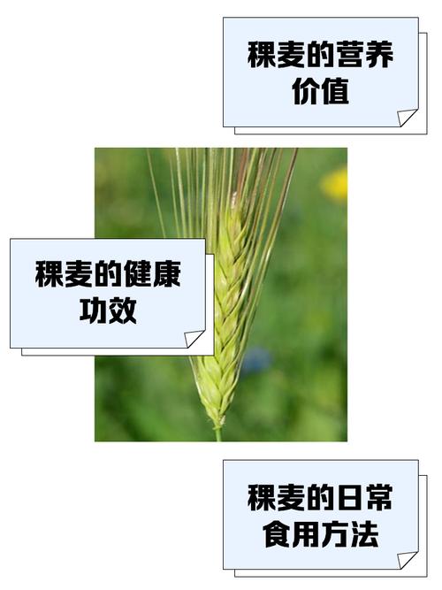 稞麦视频mp4图标