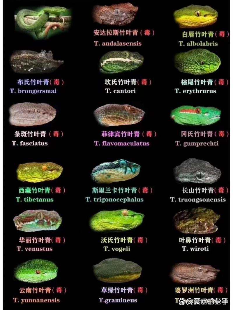 毒蛇直装无限阅读币版图标