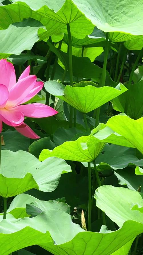 荷花视频大全视频播放