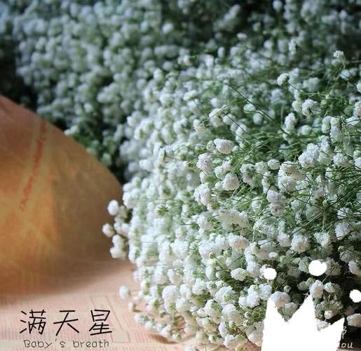 漫天星官方正版白色版无删减图标