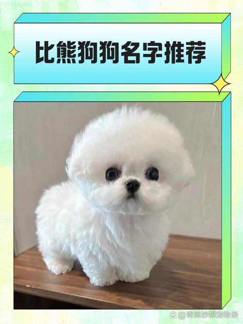 比熊漫画新版本叫什么名字中文字幕