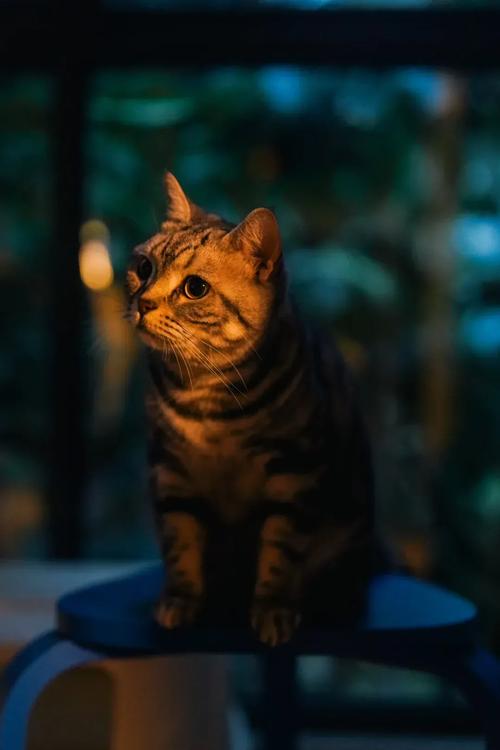 8769.TV小猫手机版