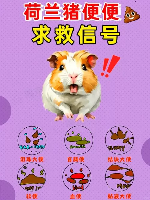养豚鼠亏本的多吗图标