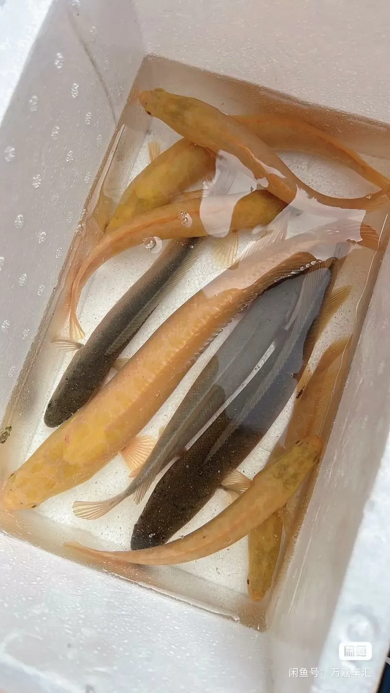 黄化黑鱼视频图标