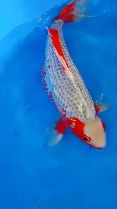五福锦鲤图片图标