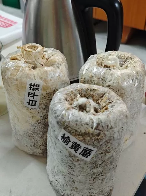 地下室适合种植什么菌类图标