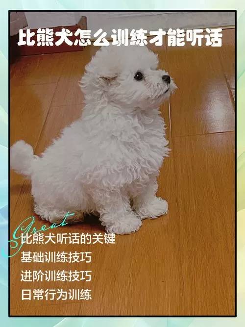 比熊犬如何训练截图