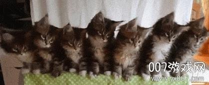 猫咪点头表情包图标