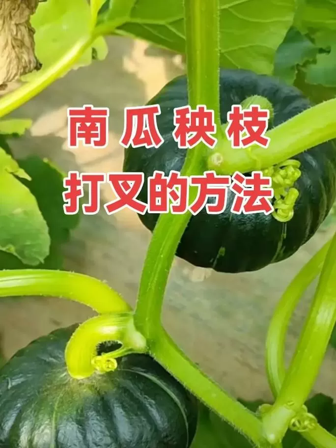 南瓜正确的整枝打叉图解截图