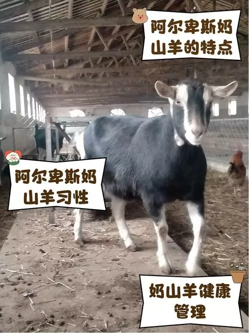 奶羊多少钱一只