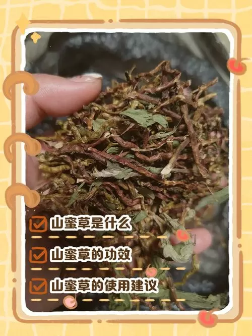 山蜜草伤肝还是养肝截图