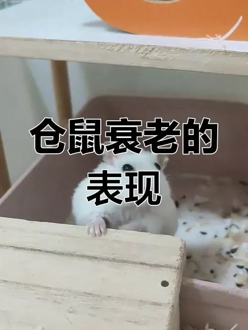 仓鼠正常老死的样子截图