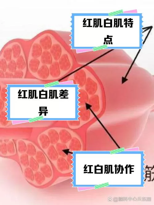 白肌肉和红肌肉的区别图标