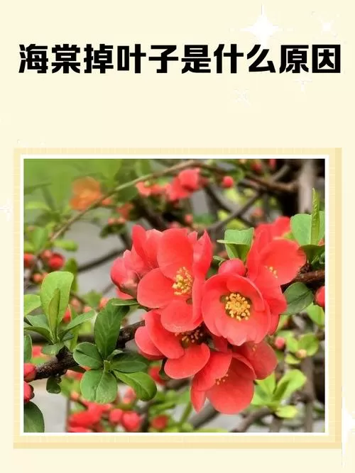 海棠冬天掉叶子吗图标
