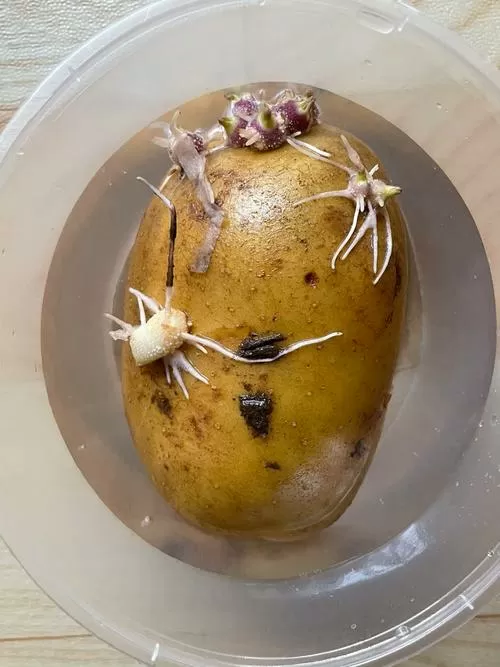 土豆去皮放水里泡了三天还能吃吗图标