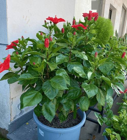 阴花视频