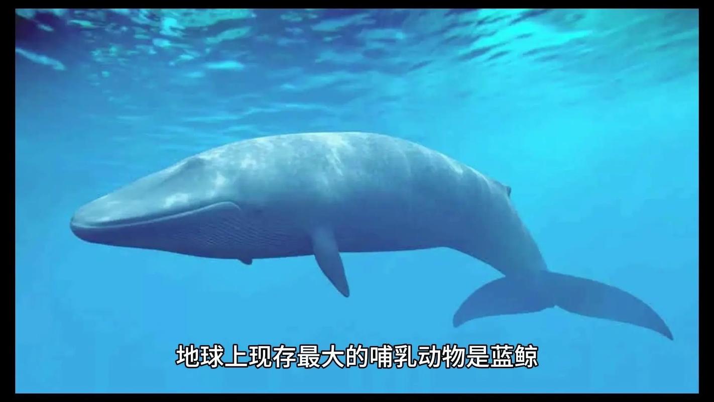 蓝鲸视频