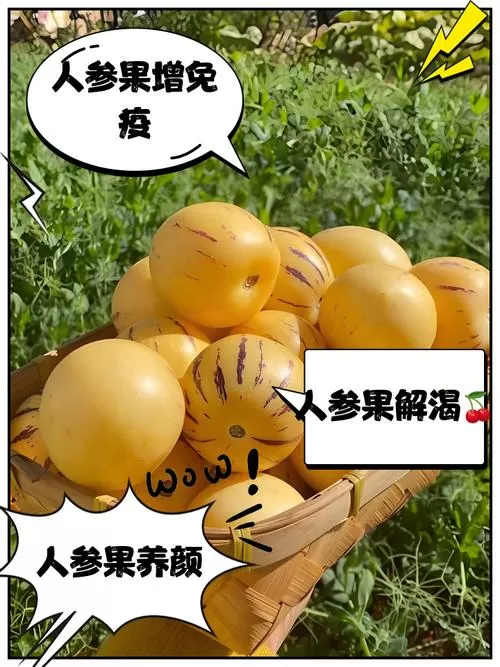 人参果的副作用与禁忌