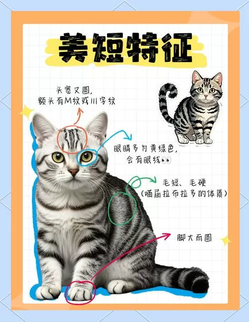 美短猫的爪子图标