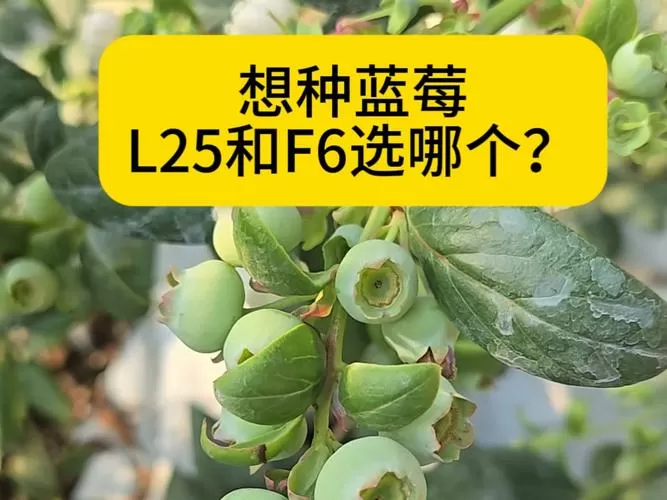 f6蓝莓和l25蓝莓的区别图标