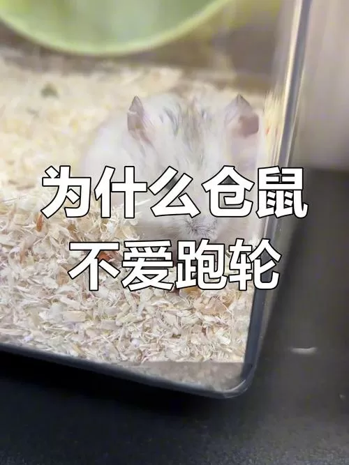 仓鼠不给跑轮的后果