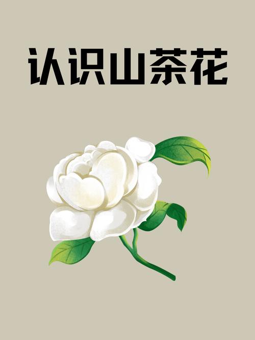 山茶花是什么植物截图