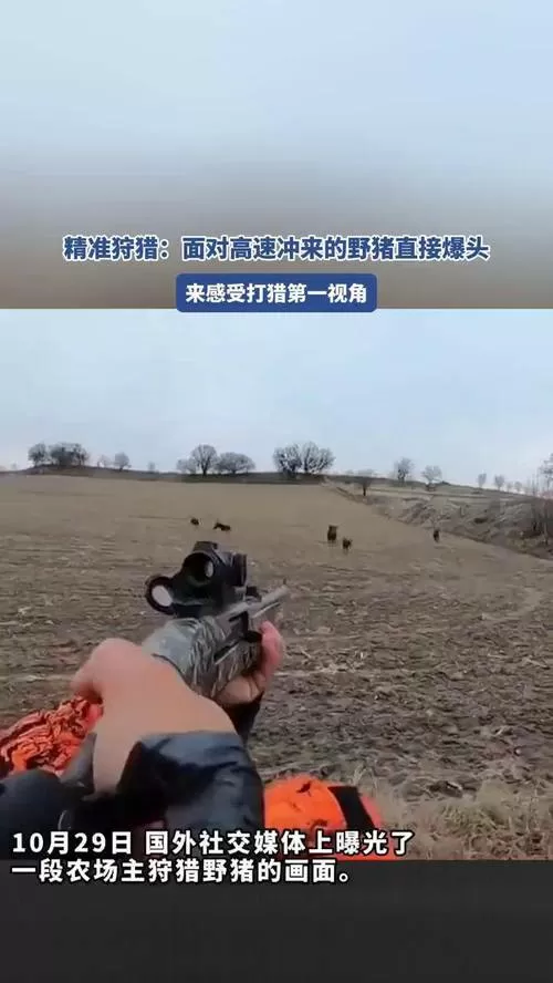 打野猪用什么子弹截图