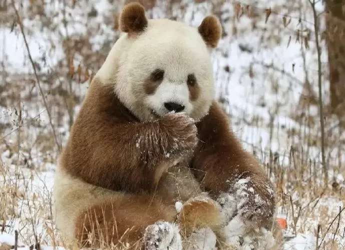 支付宝棕色大熊猫怎么获得的图标