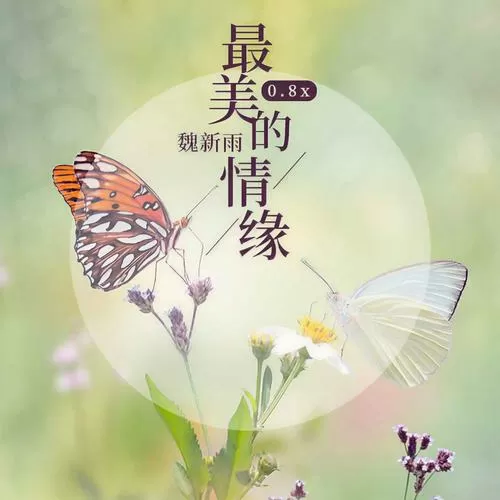 最美的情缘mp3下载图标