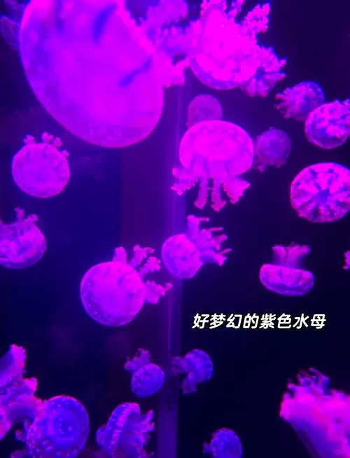 紫色水母汉化组在哪里更新图标