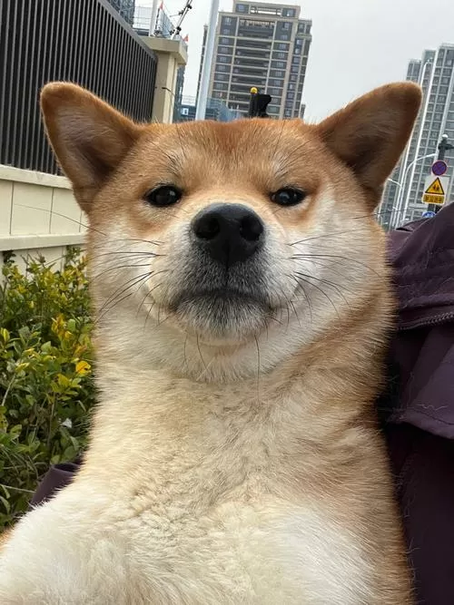 柴犬为什么经常咬人图标