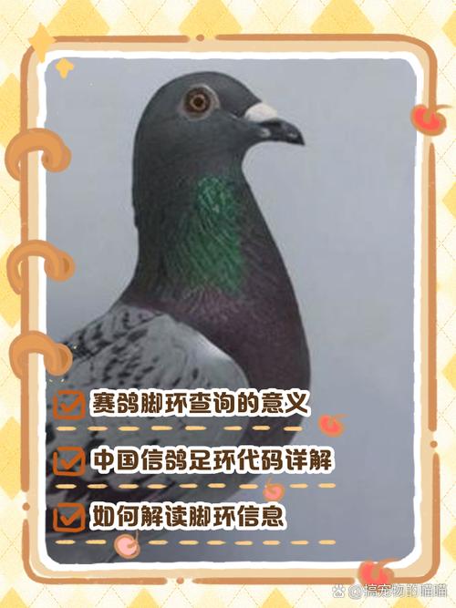 足环查鸽网光环加速版截图