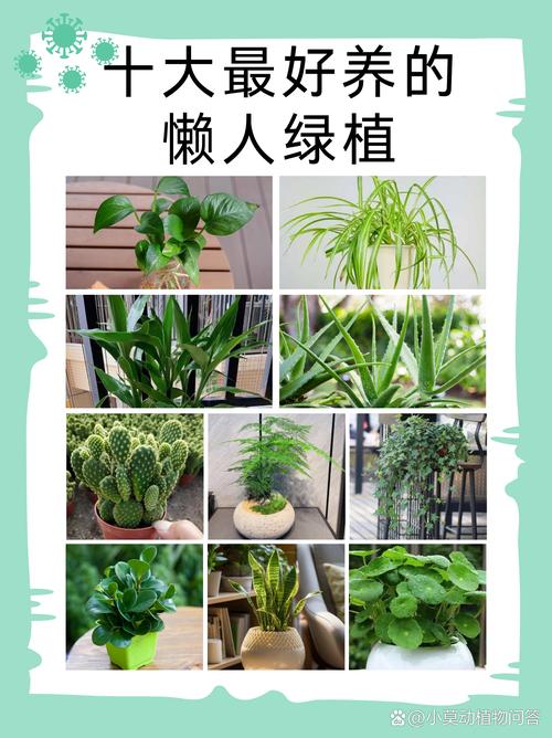 十大最好养的懒人绿植光环加速版截图