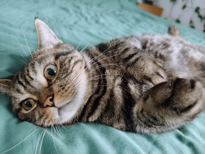 小猫猫图片加速永久