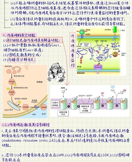 内质网的作用和功能
