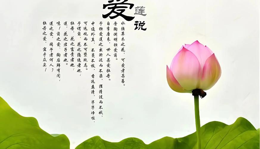 爱莲说诗全诗光环加速版截图