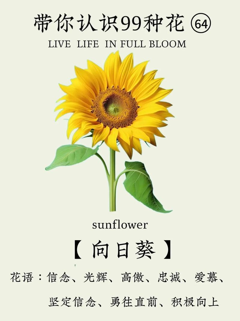 送向日葵花的寓意是什么意思加速永久图标