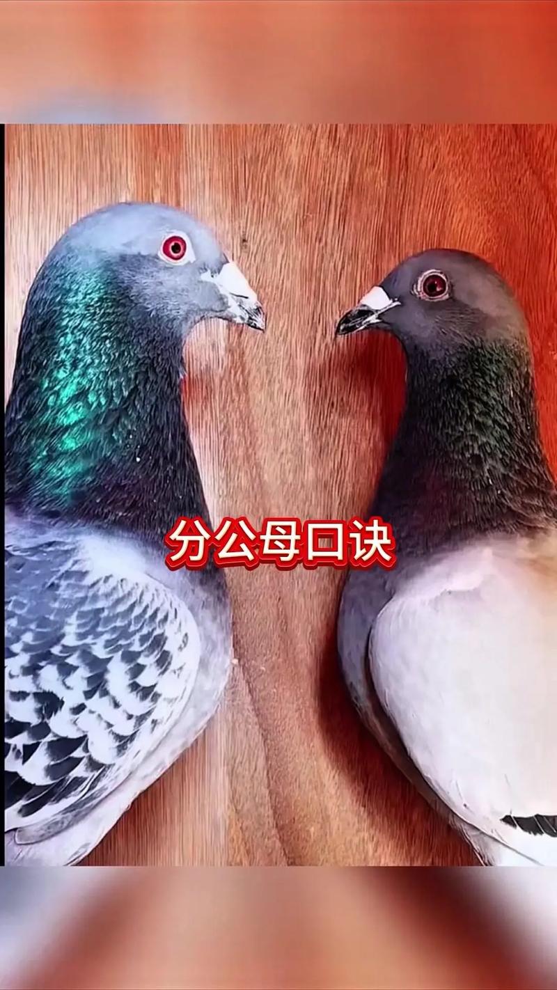 鸽子配对口诀永久免费版截图
