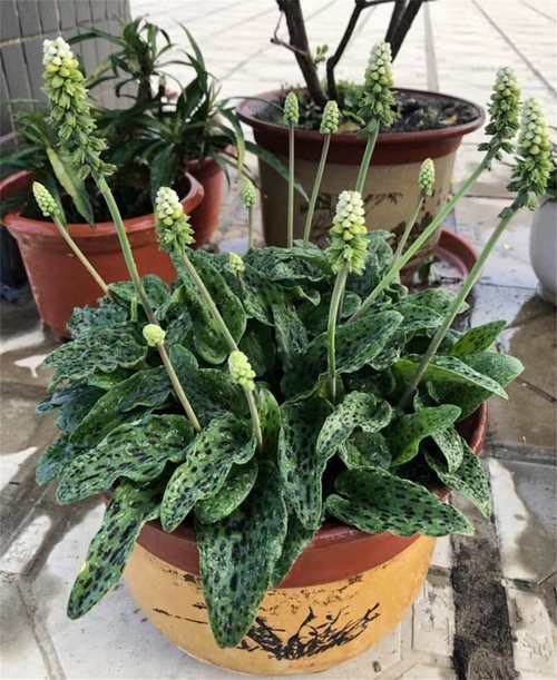 油点百合的寓意白色版截图
