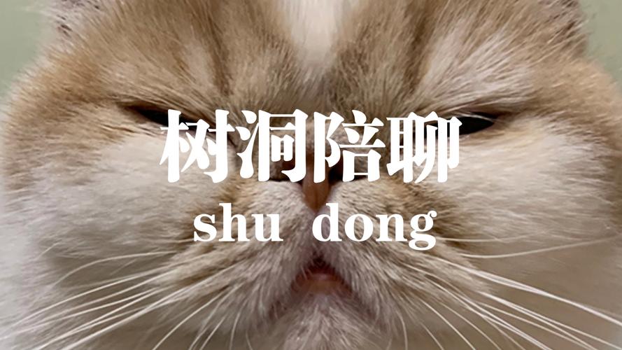 树洞陪聊兼职正版图标