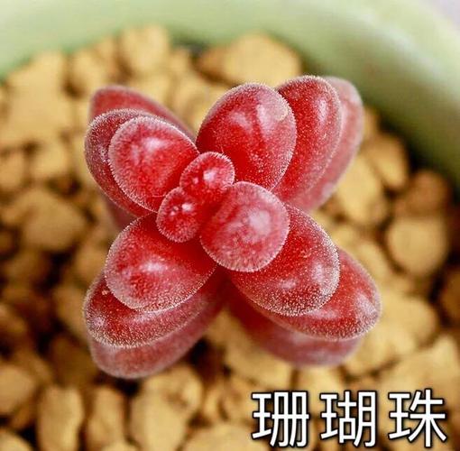 珊瑚珠花图片清爽版