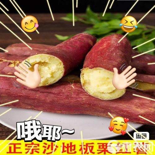 秦薯5号红薯简介正版图标