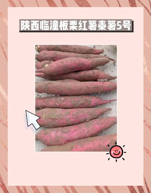 秦薯5号红薯简介修改版无广告图标
