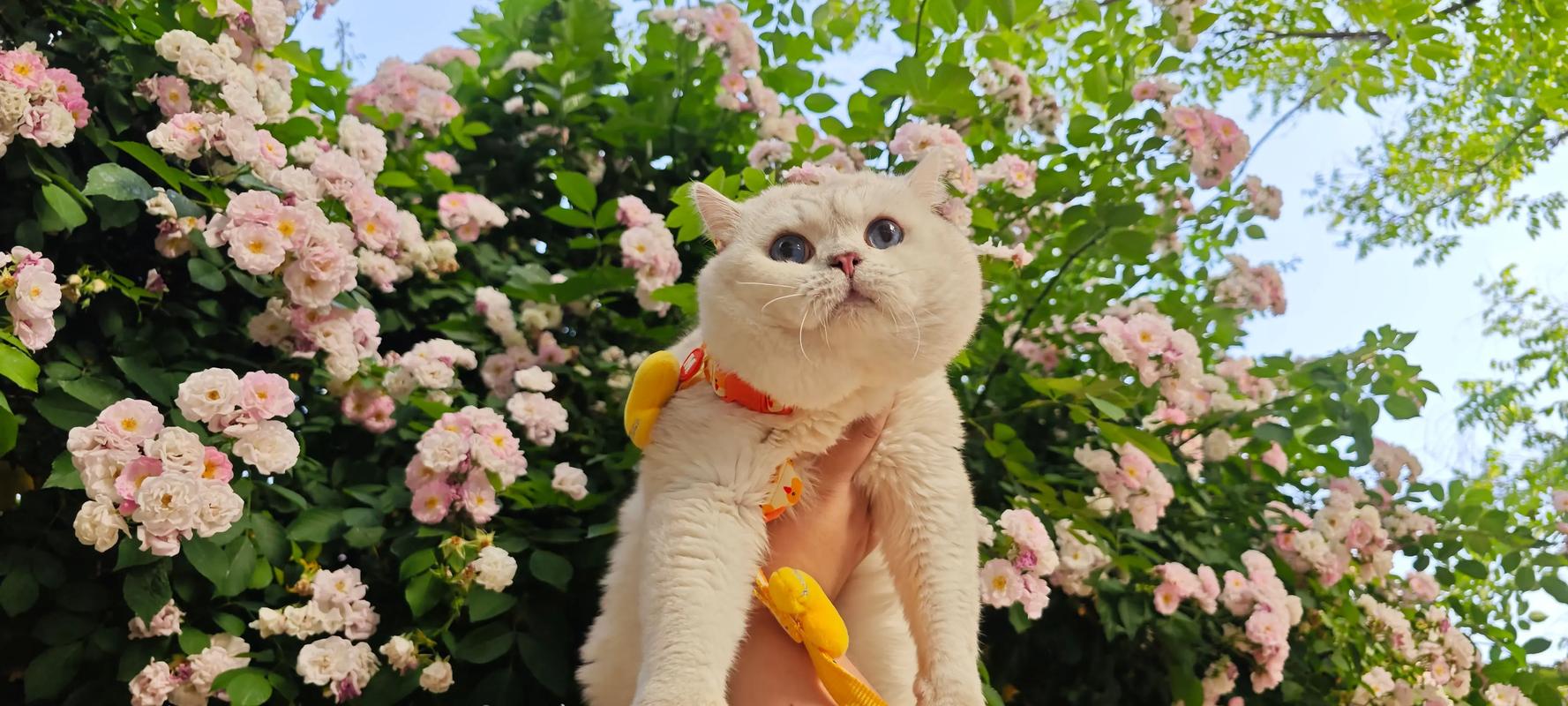 我想听大脸猫大脸猫爱吃鱼的故事破解版无限体力截图