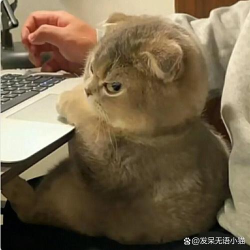 小奶猫超凶表情包光环加速版