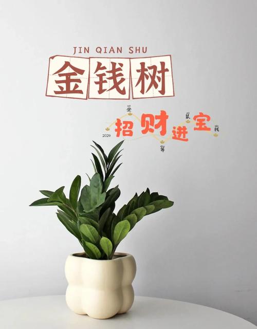 刚收到的金钱树怎么处理免费版图标